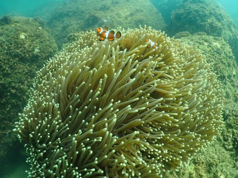 Amadeo exhibits its coffee culture through mural - The Cavite Rising