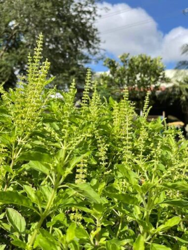 WHERE TO GO: Discover nature retreats in Amadeo, Cavite - The Cavite Rising