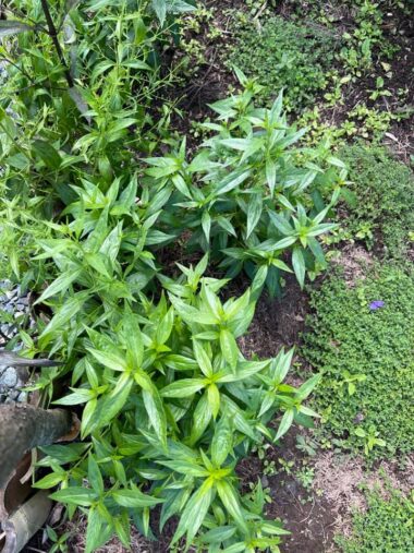 WHERE TO GO: Discover nature retreats in Amadeo, Cavite - The Cavite Rising