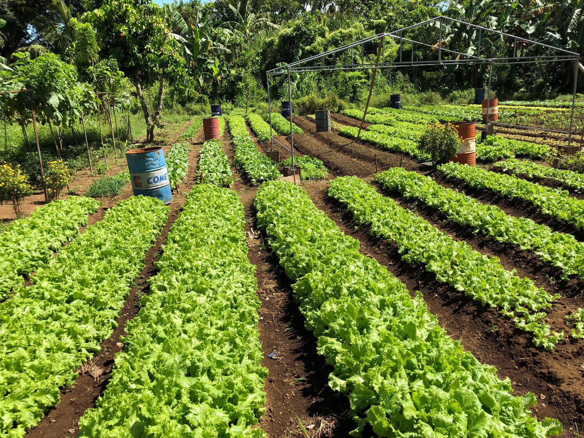 WHERE TO GO: Discover nature retreats in Amadeo, Cavite - The Cavite Rising